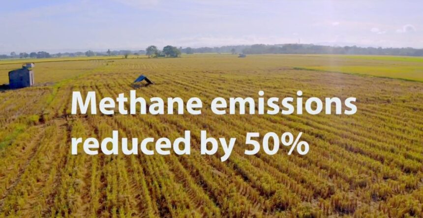 Straw innovations | Green rice drying technology in the Philippines ...