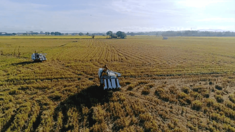 Straw innovations | Green rice drying technology in the Philippines ...